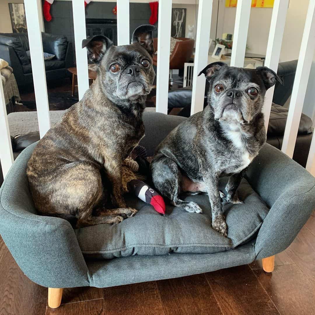 Why the Boston Terrier Pug mix will make you happy - K9 Web