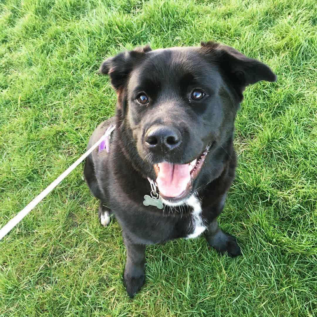 Get to know 57 of the best Golden Retriever mixes - K9 Web