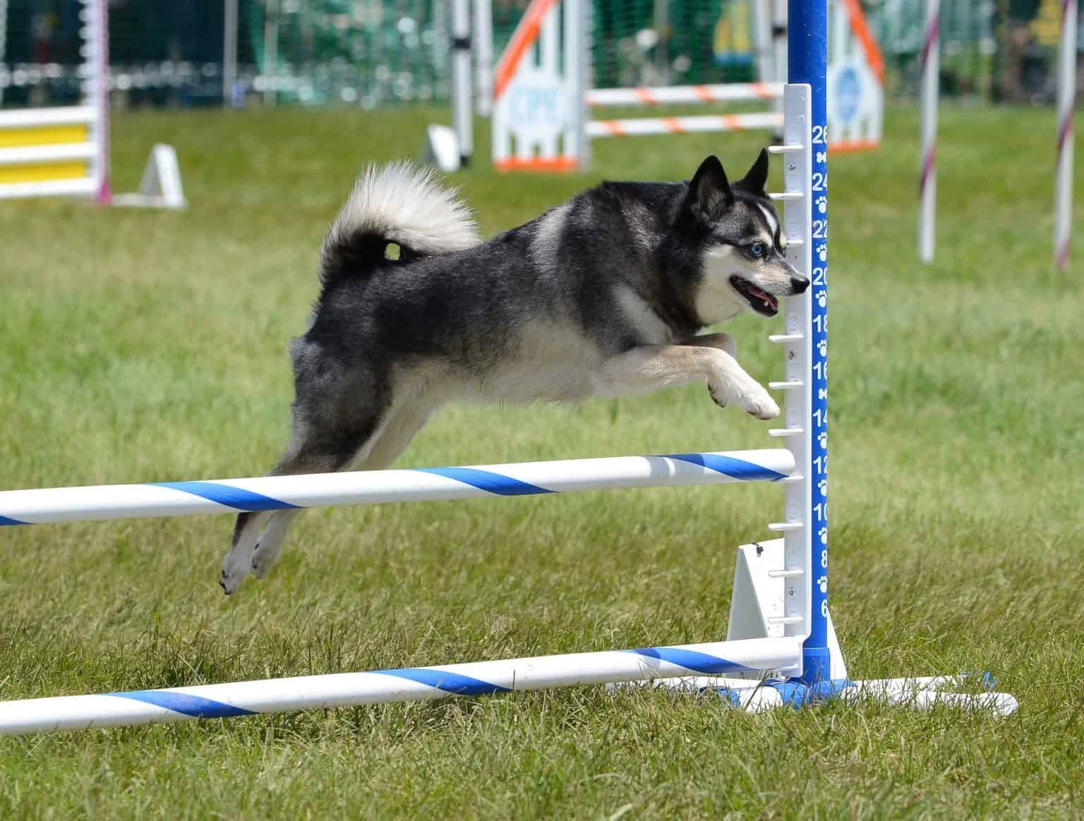What is a Miniature Husky, and why does everyone want one? - K9 Web
