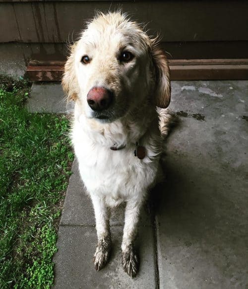 Get to know 57 of the best Golden Retriever mixes - K9 Web