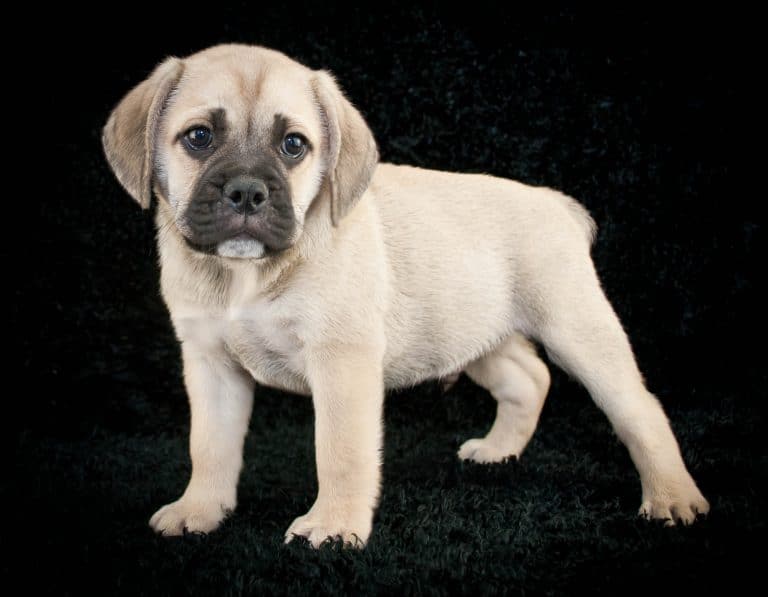 What is a Beabull dog, and should you get one? - K9 Web