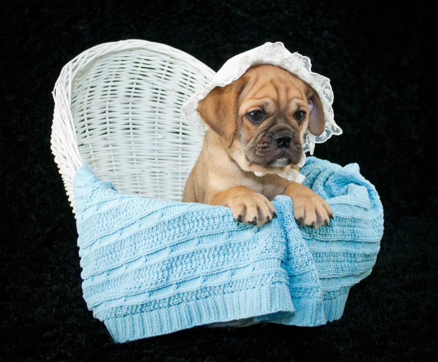 What is a Beabull dog, and should you get one? - K9 Web