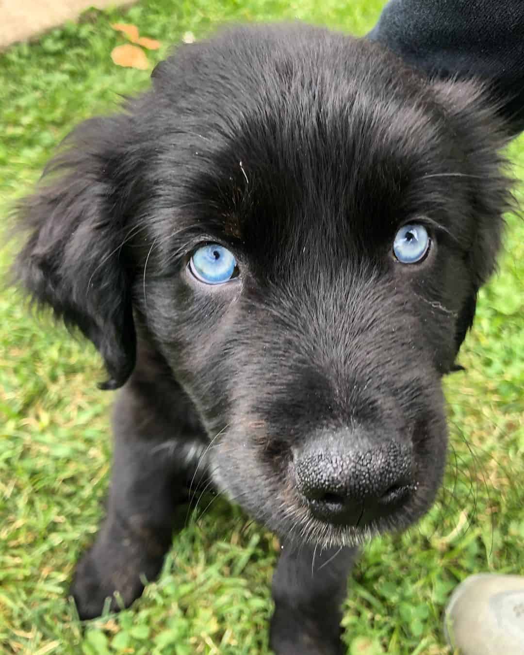 Australian Retrievers: Quick-Witted and Full of Fun - K9 Web