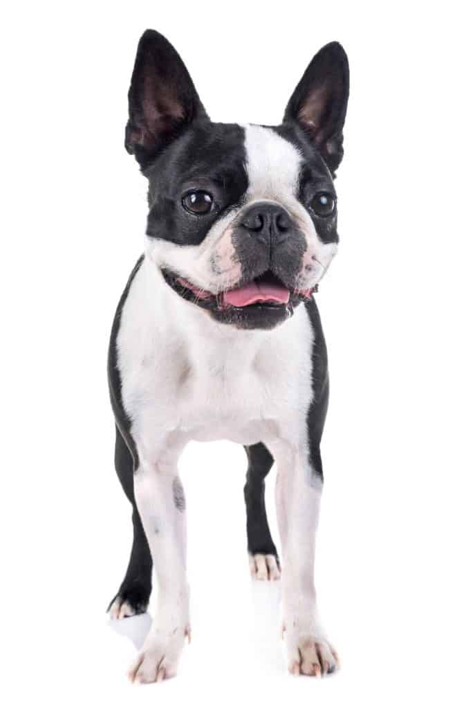 Why the Boston Terrier Pug mix will make you happy - K9 Web