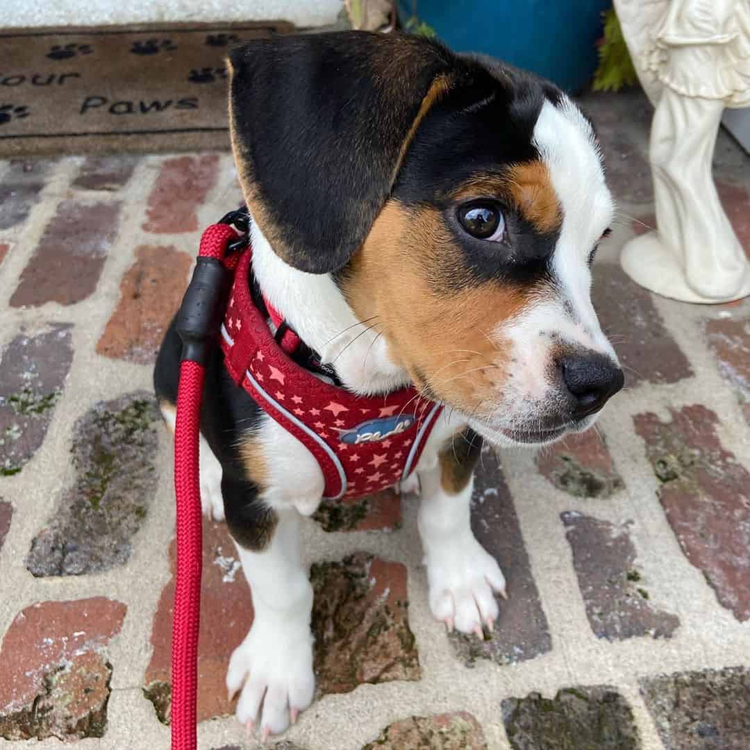 What is a Beabull dog, and should you get one? - K9 Web