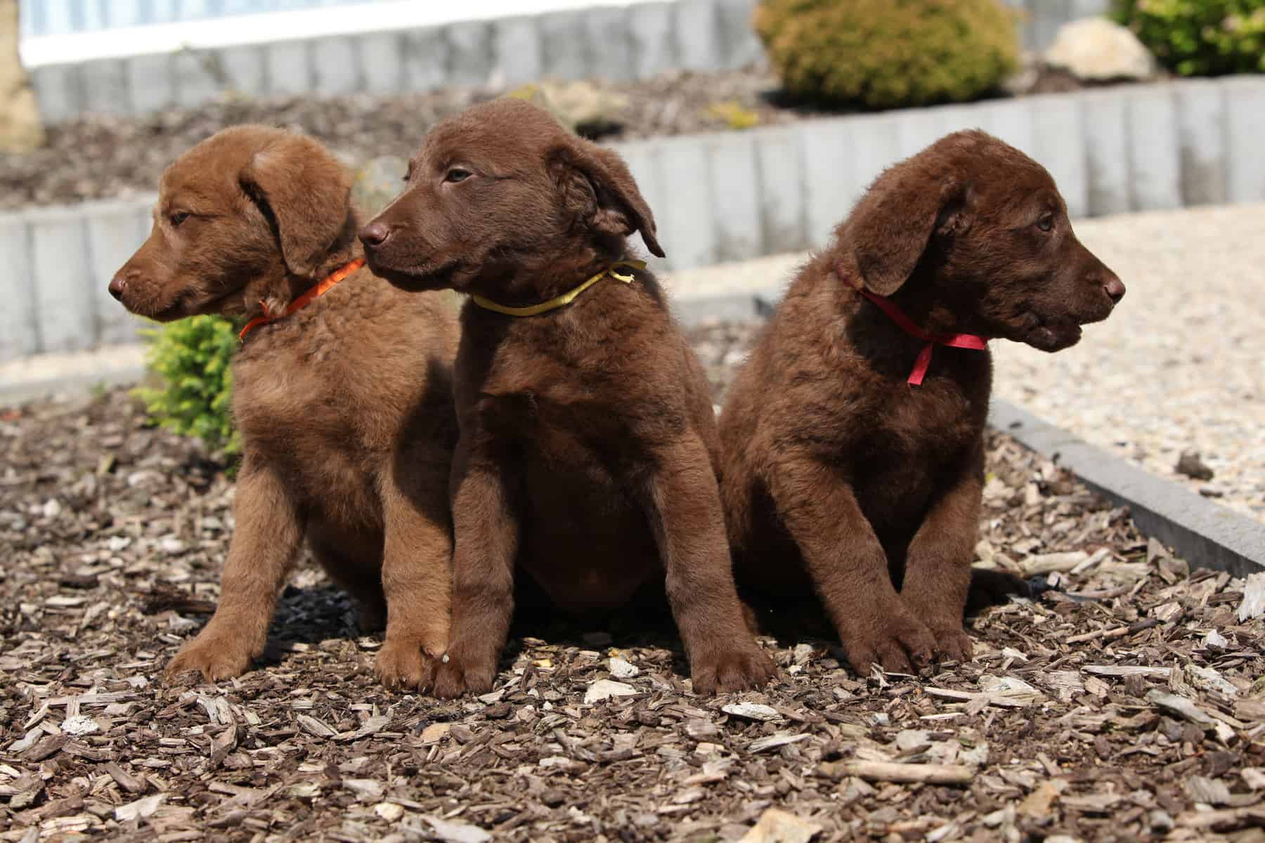 Why is the Chesapeake Bay Retriever so beloved? - K9 Web