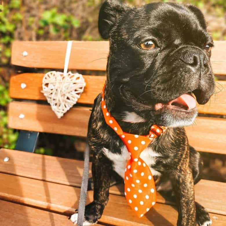 Why the Boston Terrier Pug mix will make you happy - K9 Web