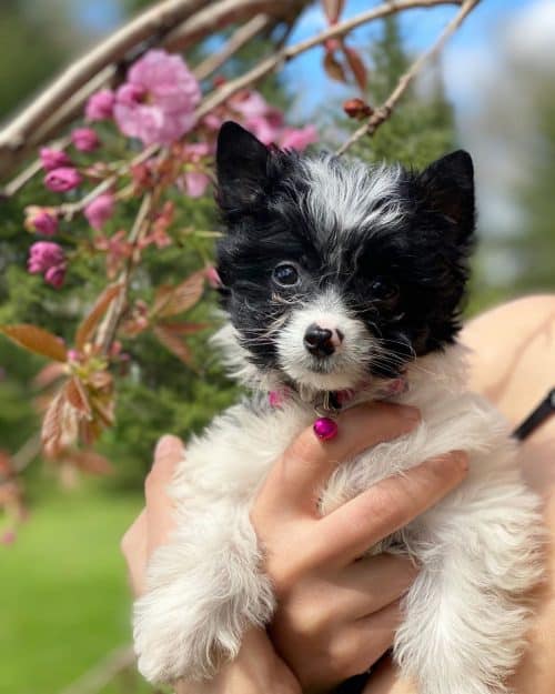 Breed Info 101: What kind of dog is a Chipoo? - K9 Web