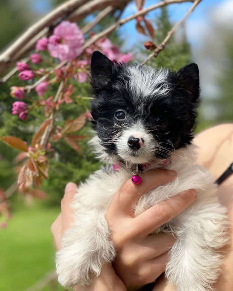 Breed Info 101: What kind of dog is a Chipoo? - K9 Web