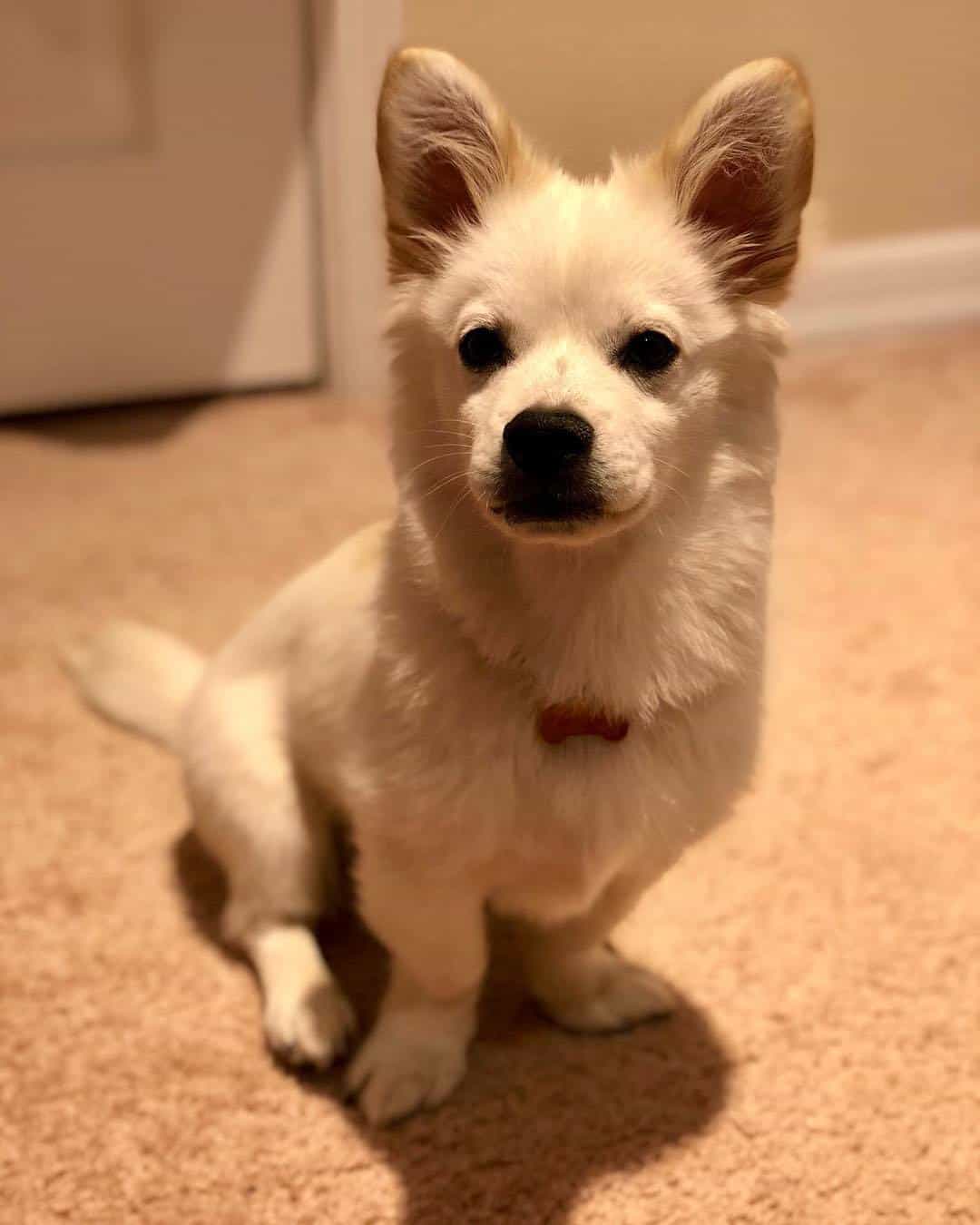 Is the Corgi Alaskan Malamute mix the best hybrid for you? - K9 Web