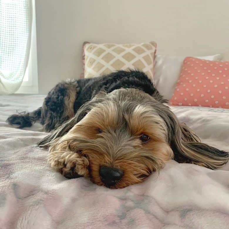 Snorkie: Get to know this adorable and devoted dog - K9 Web