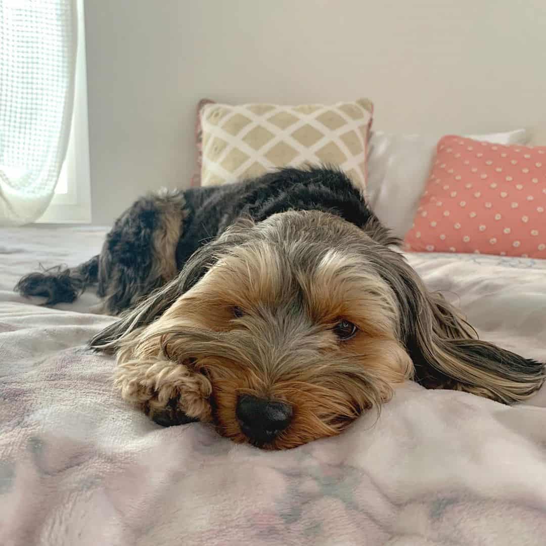 Snorkie: Get to know this adorable and devoted dog - K9 Web