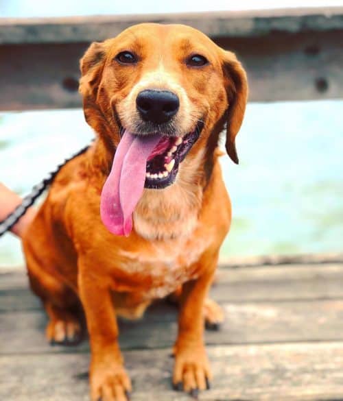 Golden Retriever Mixes: 57 Different Golden Crossbreeds - K9 Web