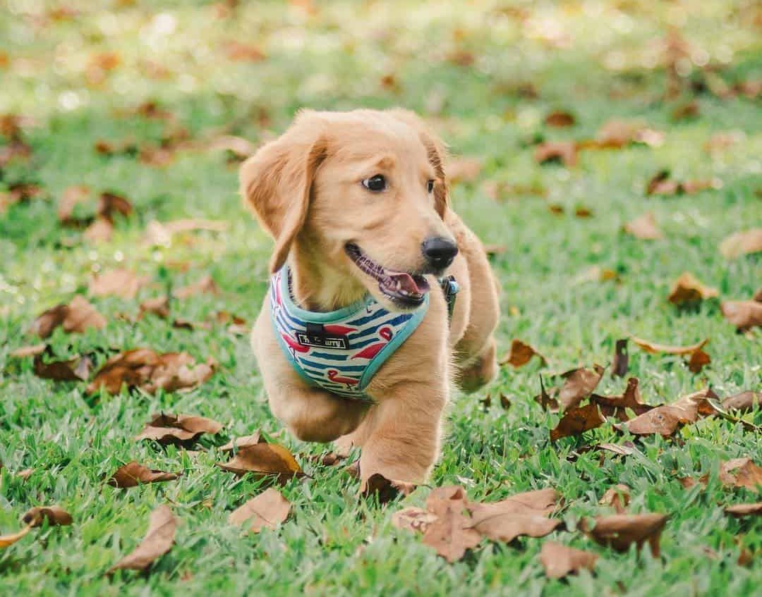 Have you met the fluffy and cute Golden Dox dog? - K9 Web