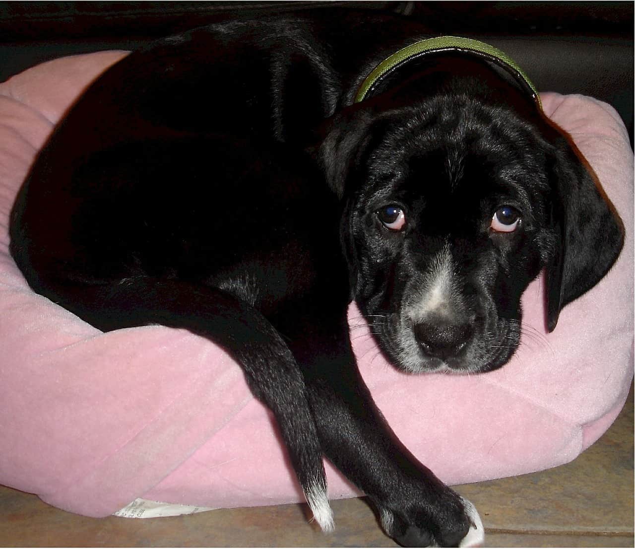 Get to know 57 of the best Golden Retriever mixes - K9 Web