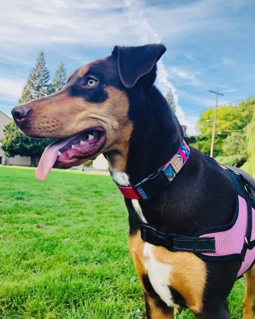 Get to know 57 of the best Golden Retriever mixes - K9 Web