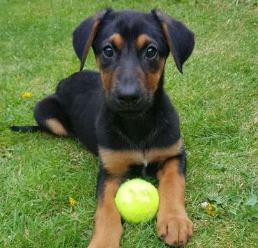 German Shepherd Doberman mix: One of the best breeds? - K9 Web