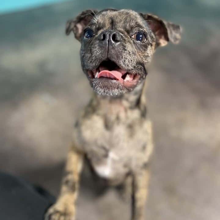 Why the Boston Terrier Pug mix will make you happy - K9 Web