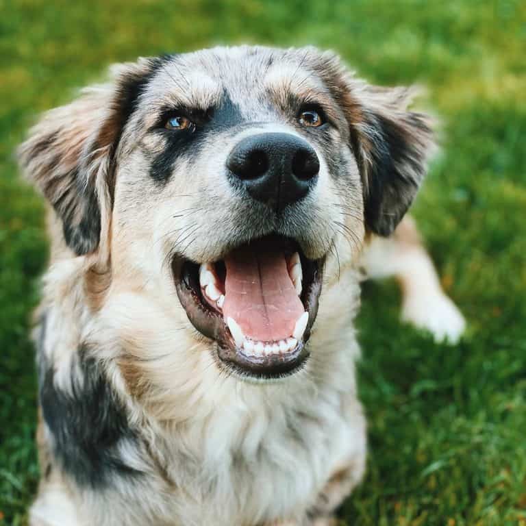 Australian Retrievers: Quick-Witted and Full of Fun - K9 Web