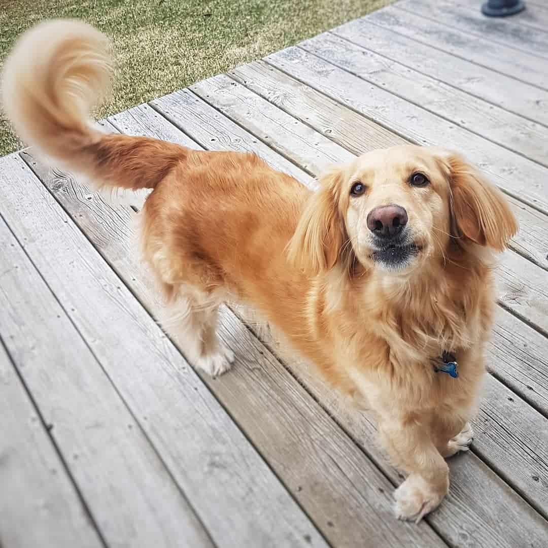 Oletko tavannut pörröisen ja söpön Golden Dox-koiran? | Tombouctou