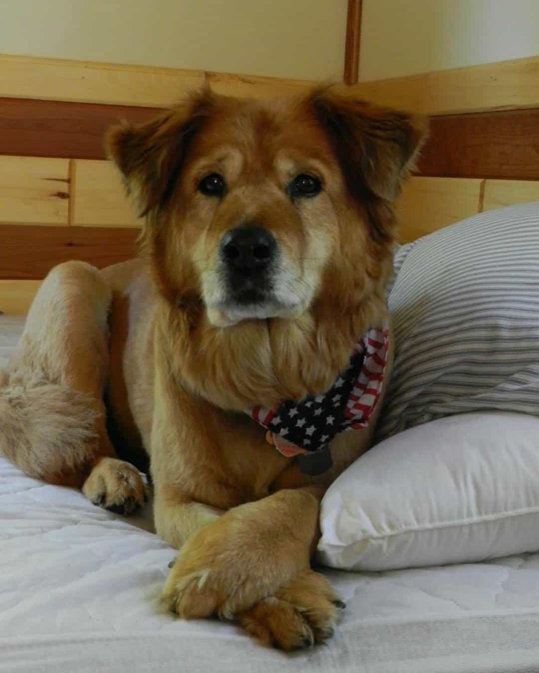 Are Golden Retriever Chow mix dogs aggressive? - K9 Web