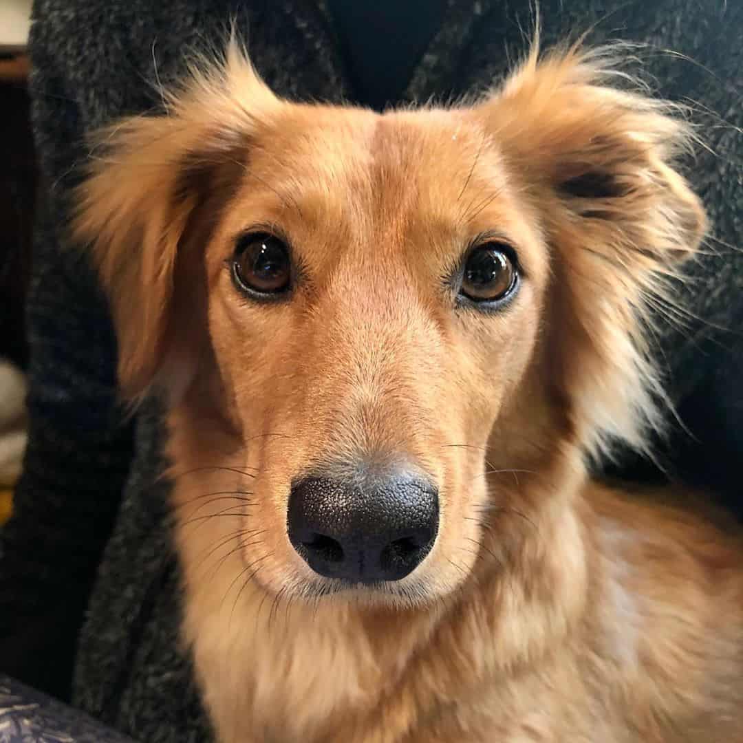 ¿Has conocido al mullido y lindo perro Golden Dox? | Tombouctou