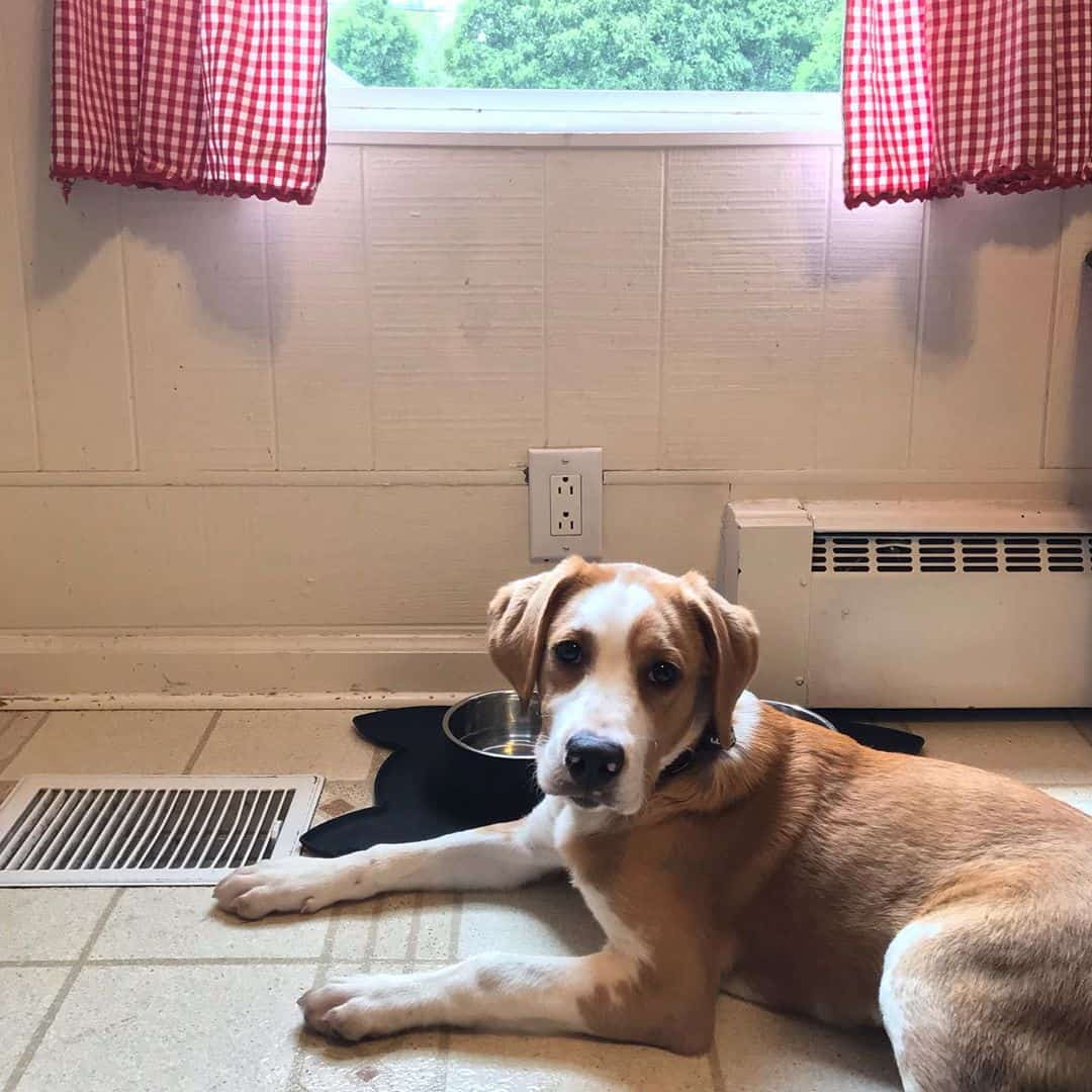 The Gentle Giant: Is the Great Dane Lab mix for you? - K9 Web