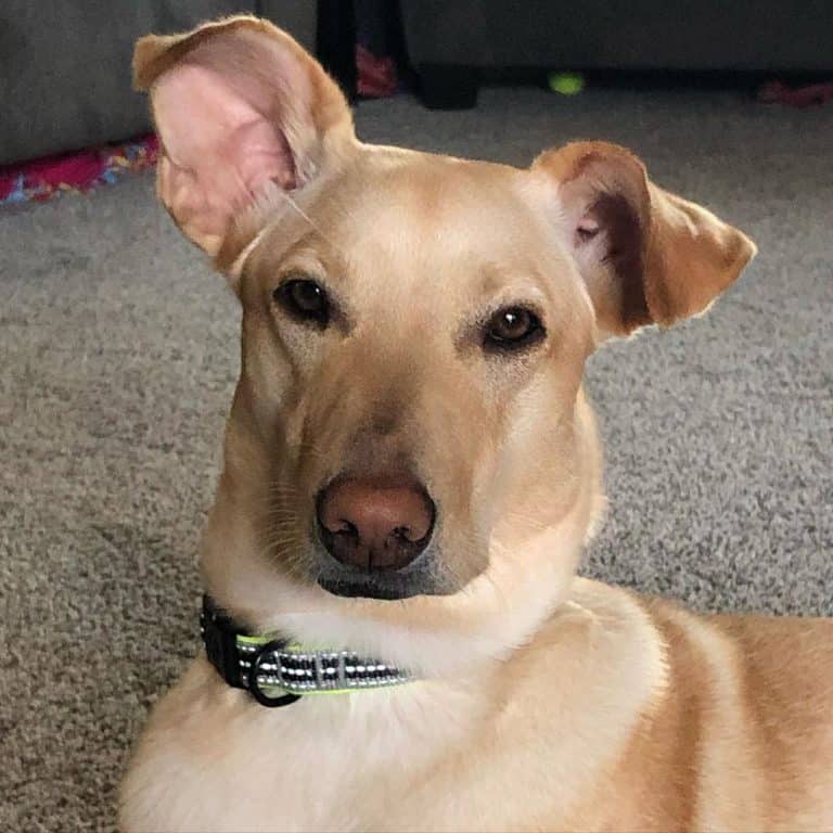 Get to know 57 of the best Golden Retriever mixes - K9 Web