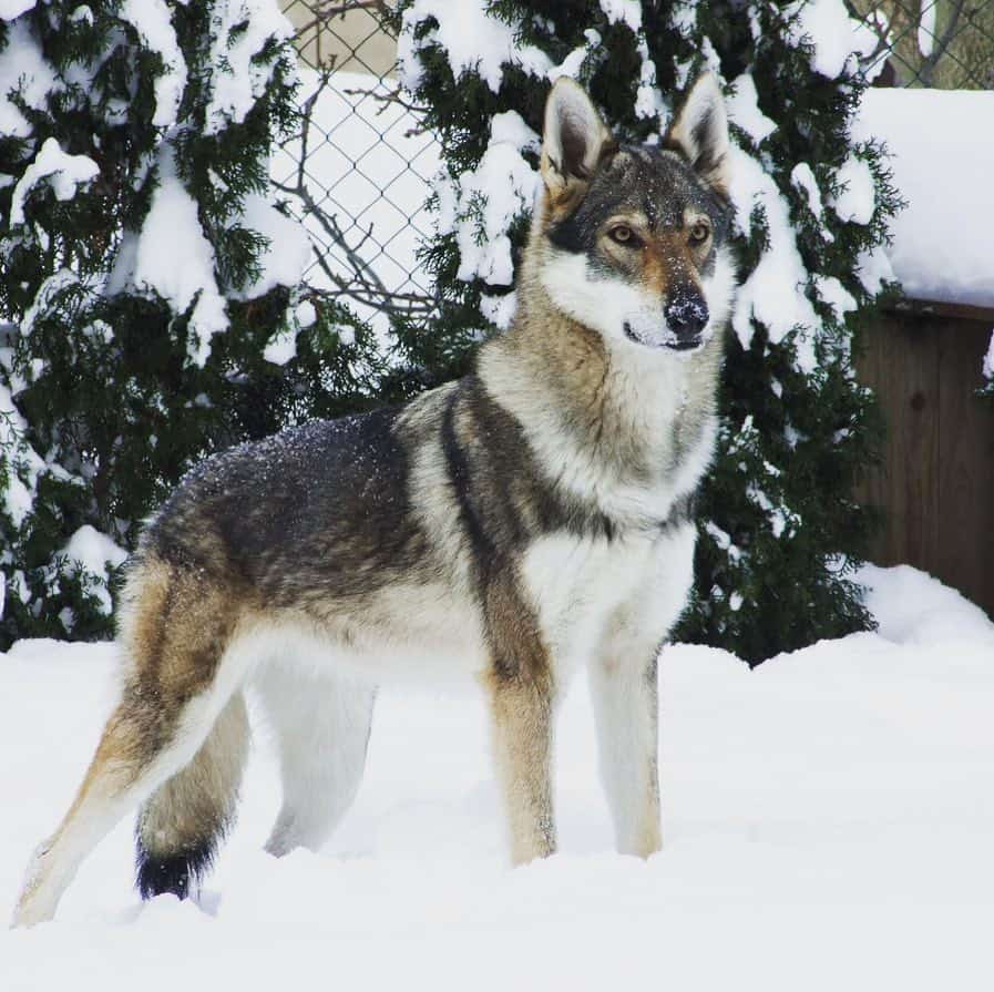 What are the Dogs that Look Like Wolves? - K9 Web