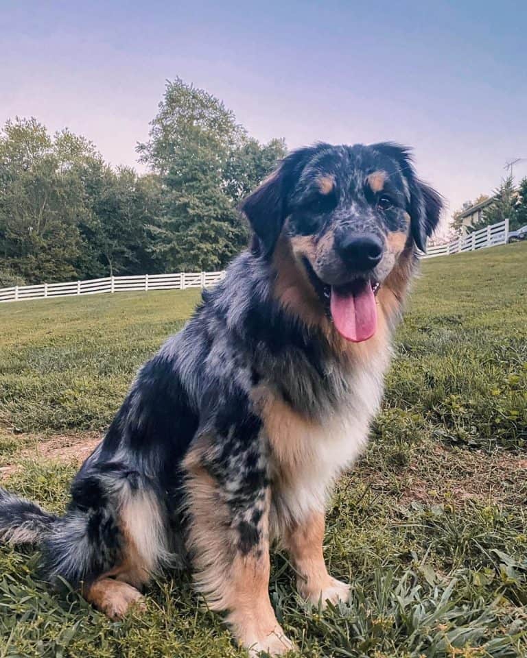 Australian Retrievers: Quick-Witted and Full of Fun - K9 Web