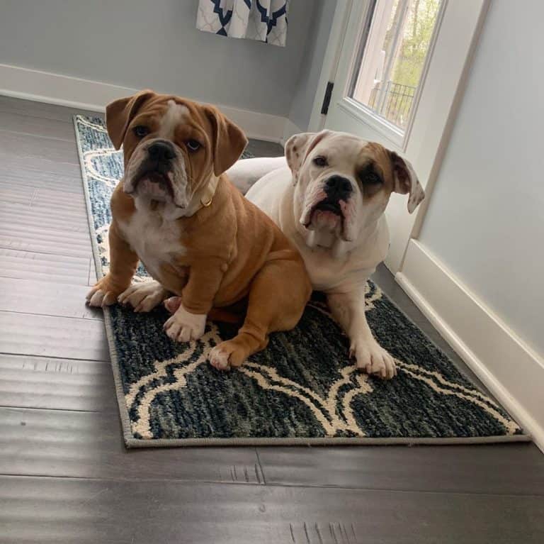 What is a Beabull dog, and should you get one? - K9 Web