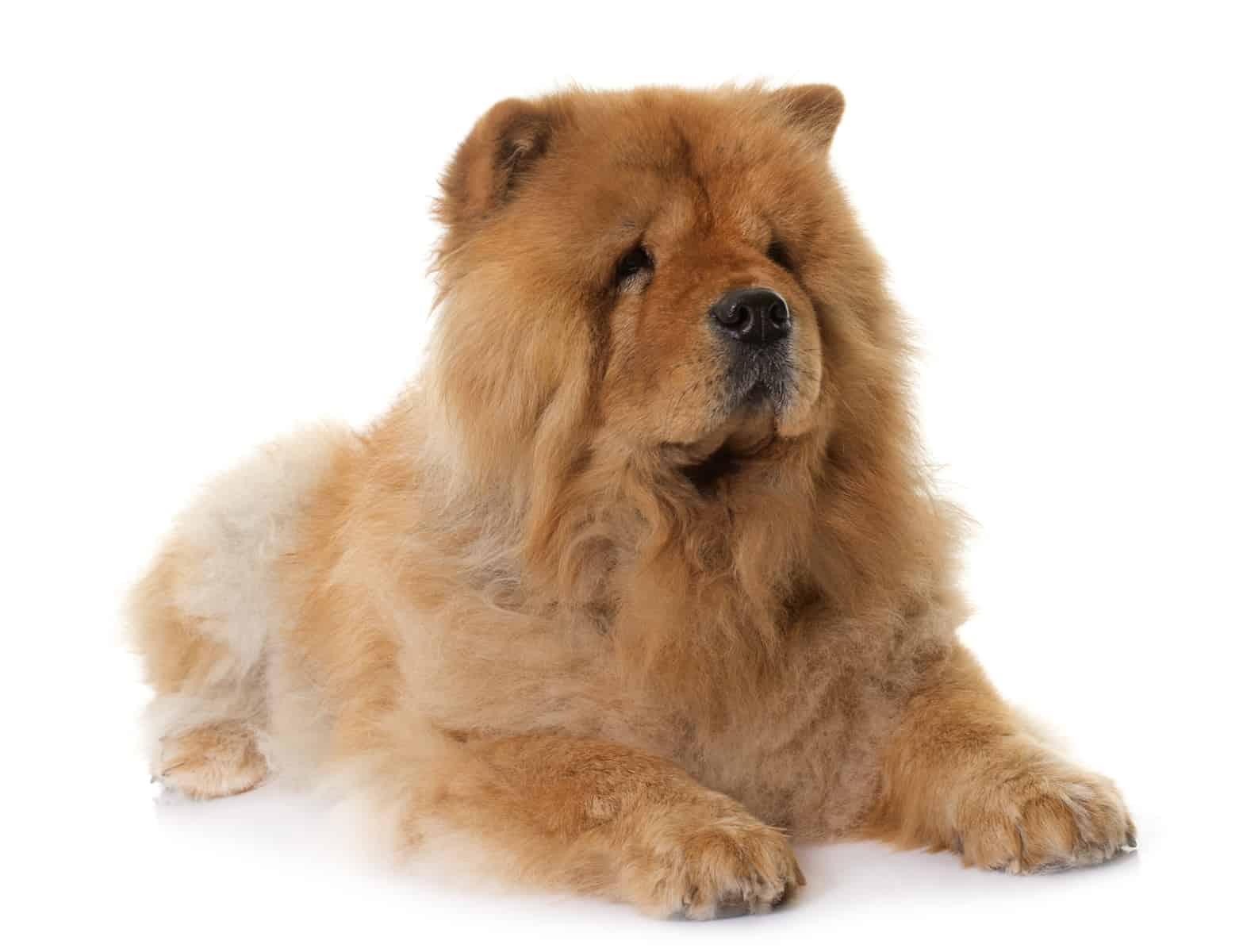 Are Golden Retriever Chow mix dogs aggressive? - K9 Web
