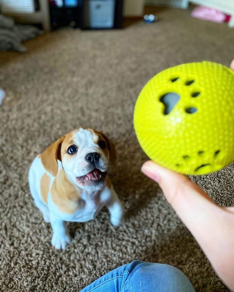 What is a Beabull dog, and should you get one? - K9 Web