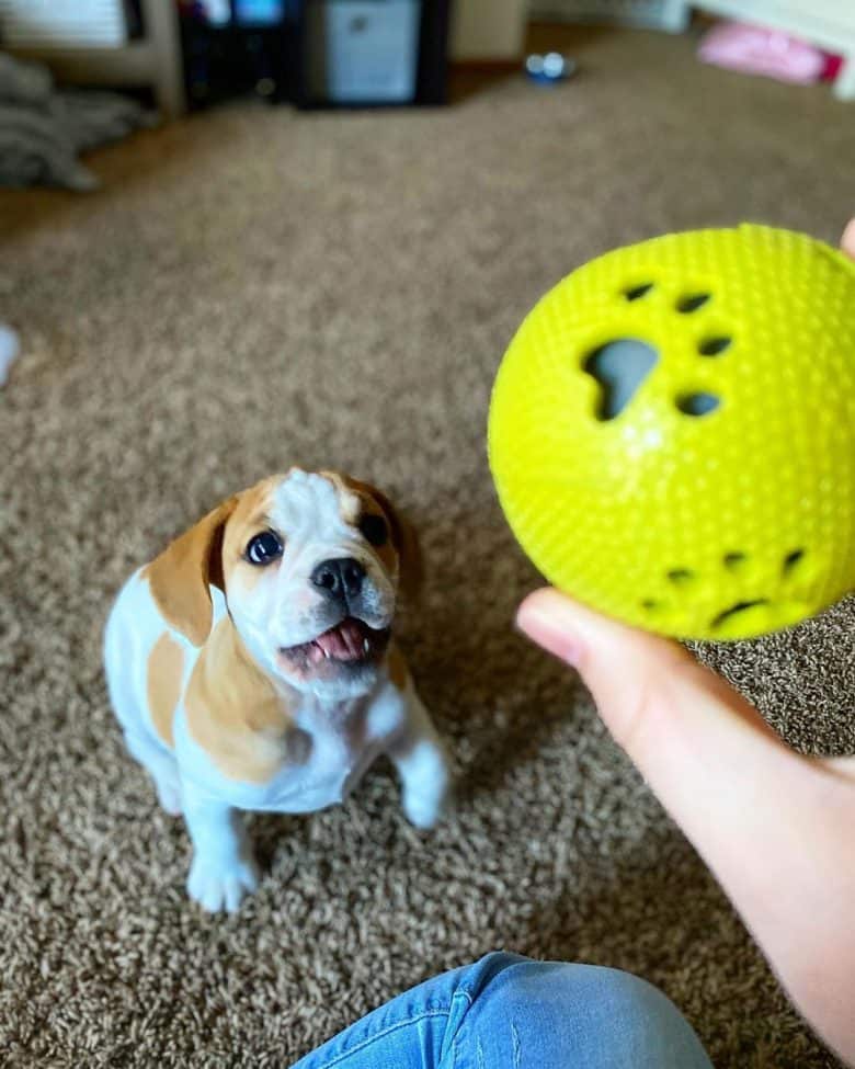 What is a Beabull dog, and should you get one? - K9 Web