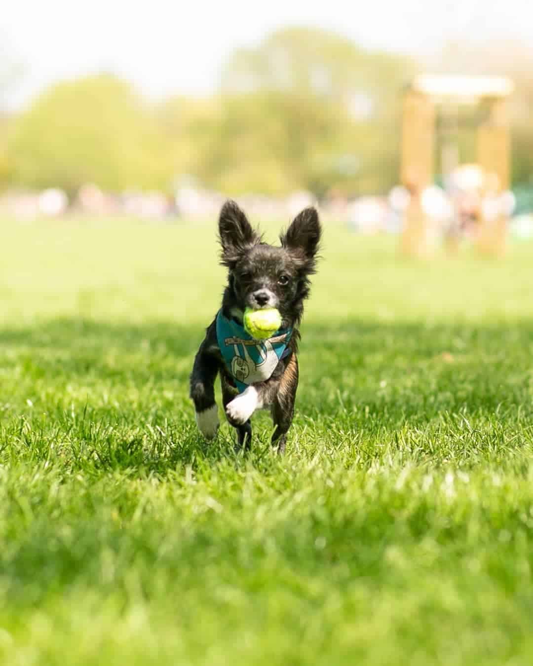 Breed Info 101: What kind of dog is a Chipoo? - K9 Web