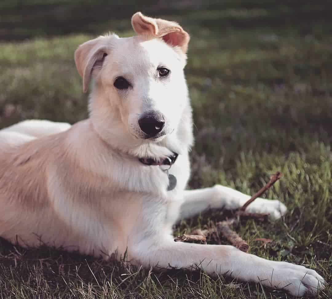 Golden Retriever Rottweiler mix: Should you get this dog? - K9 Web