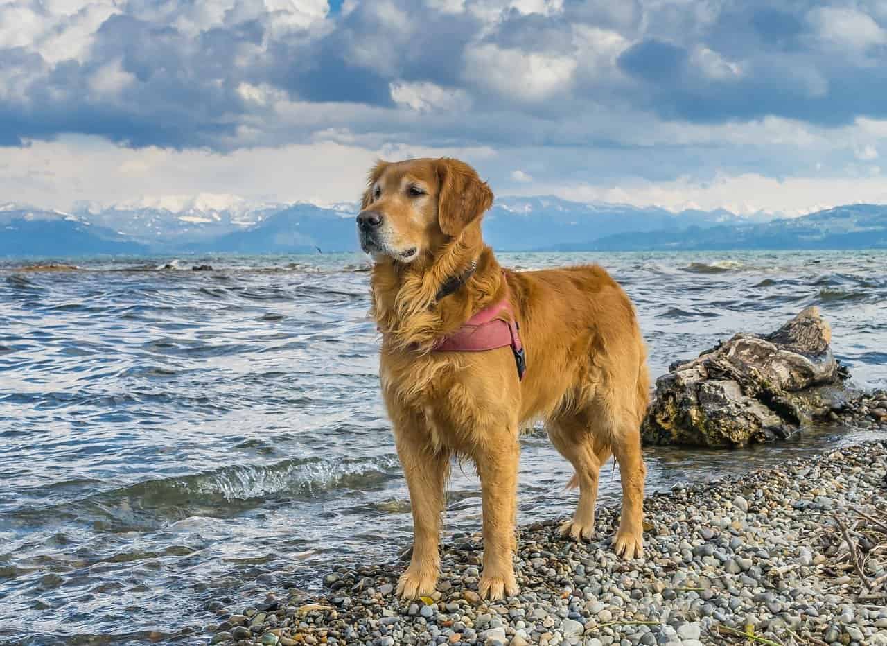 American Golden Retriever: Is this the best Goldie for you? - K9 Web