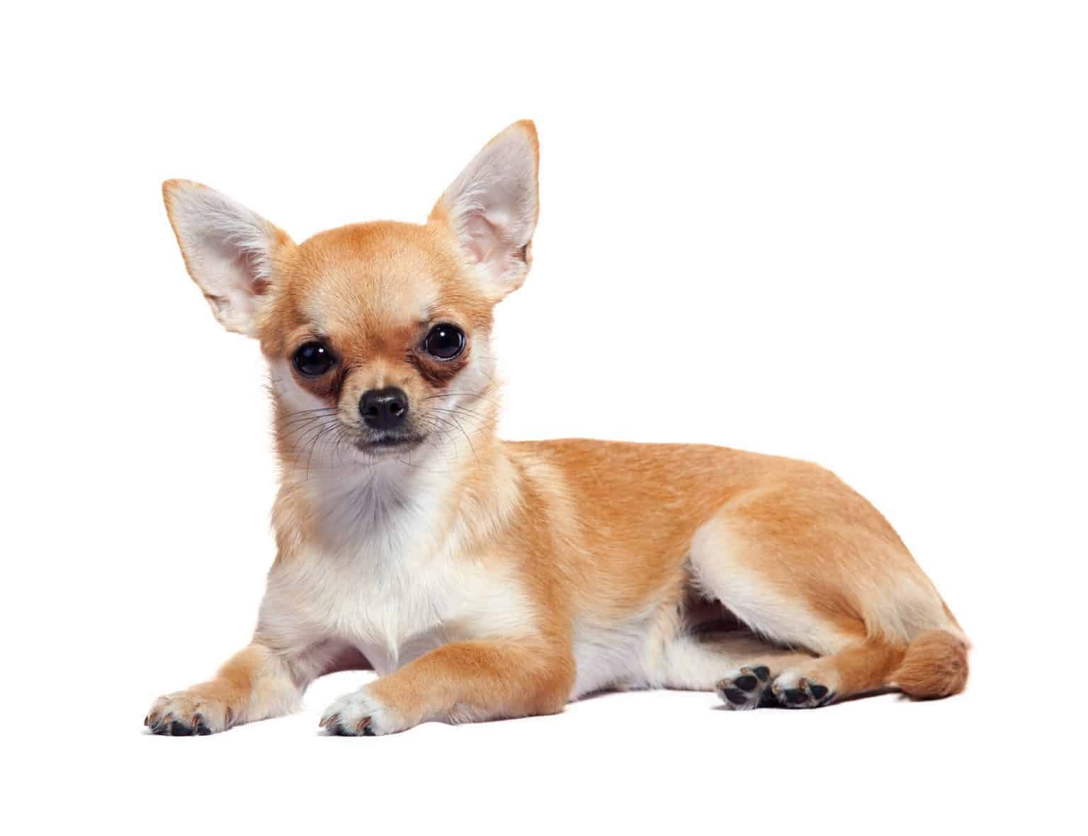 Breed Info 101: What kind of dog is a Chipoo? - K9 Web