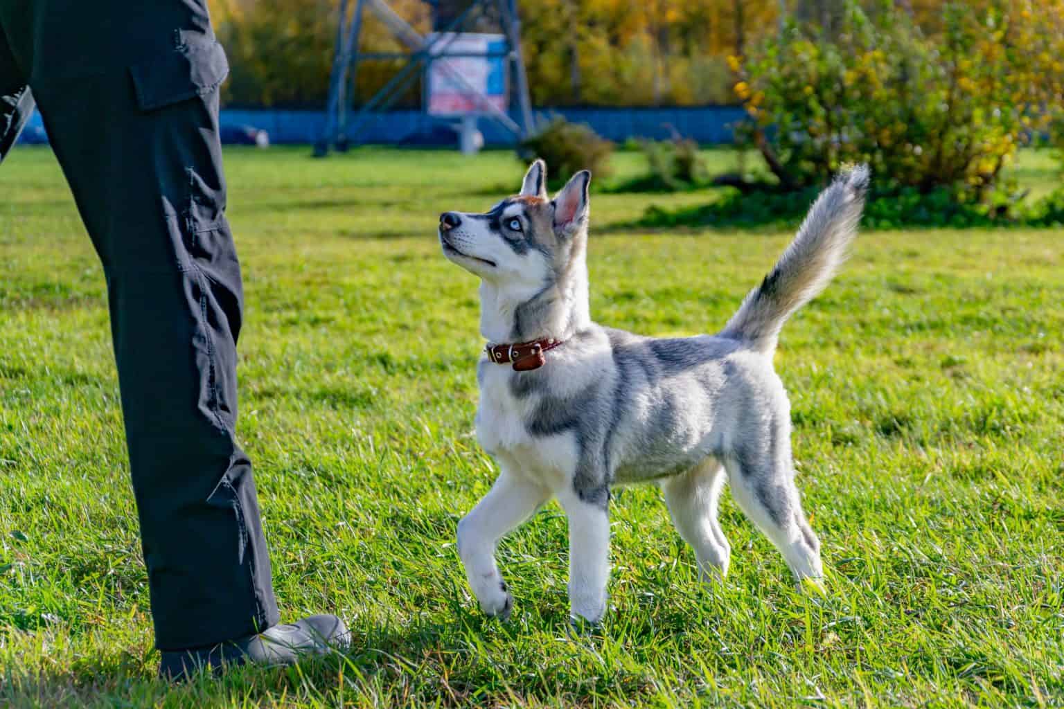 What is a Miniature Husky, and why does everyone want one? - K9 Web