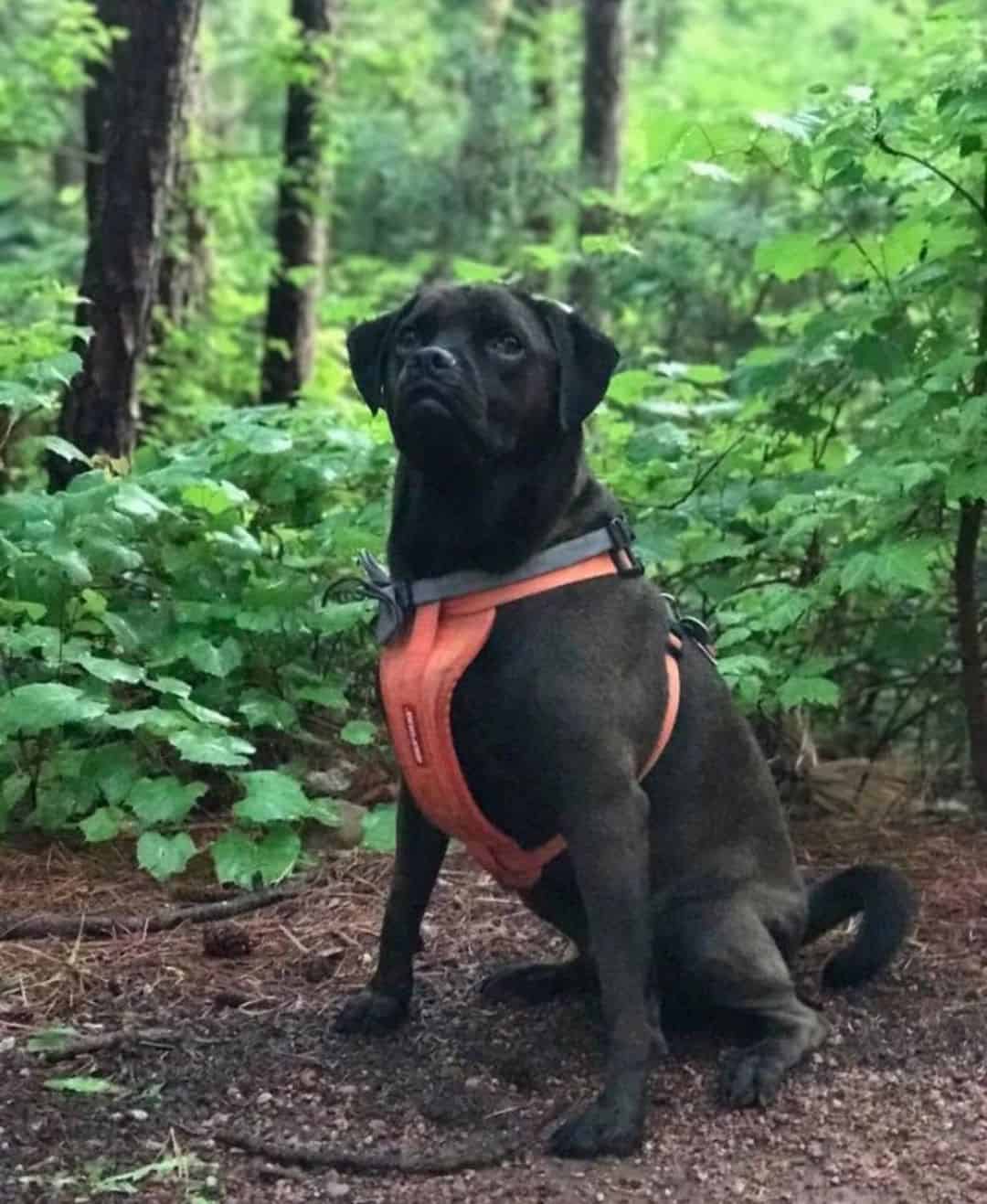 Get to know 57 of the best Golden Retriever mixes - K9 Web