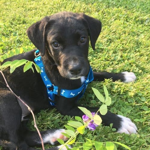 The Gentle Giant: Is the Great Dane Lab mix for you? - K9 Web