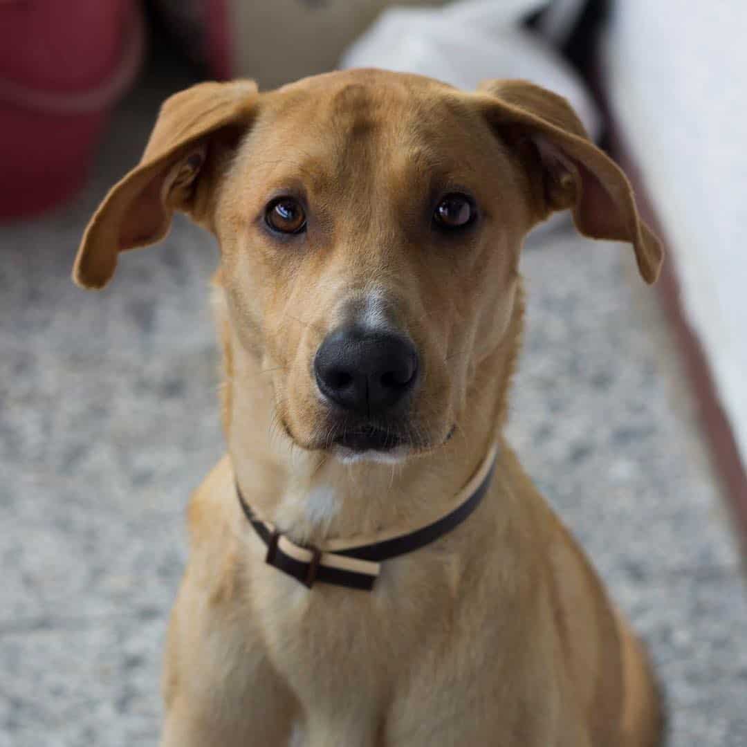 Filhotes Mix De Golden Retriever Rhodesian Ridgeback