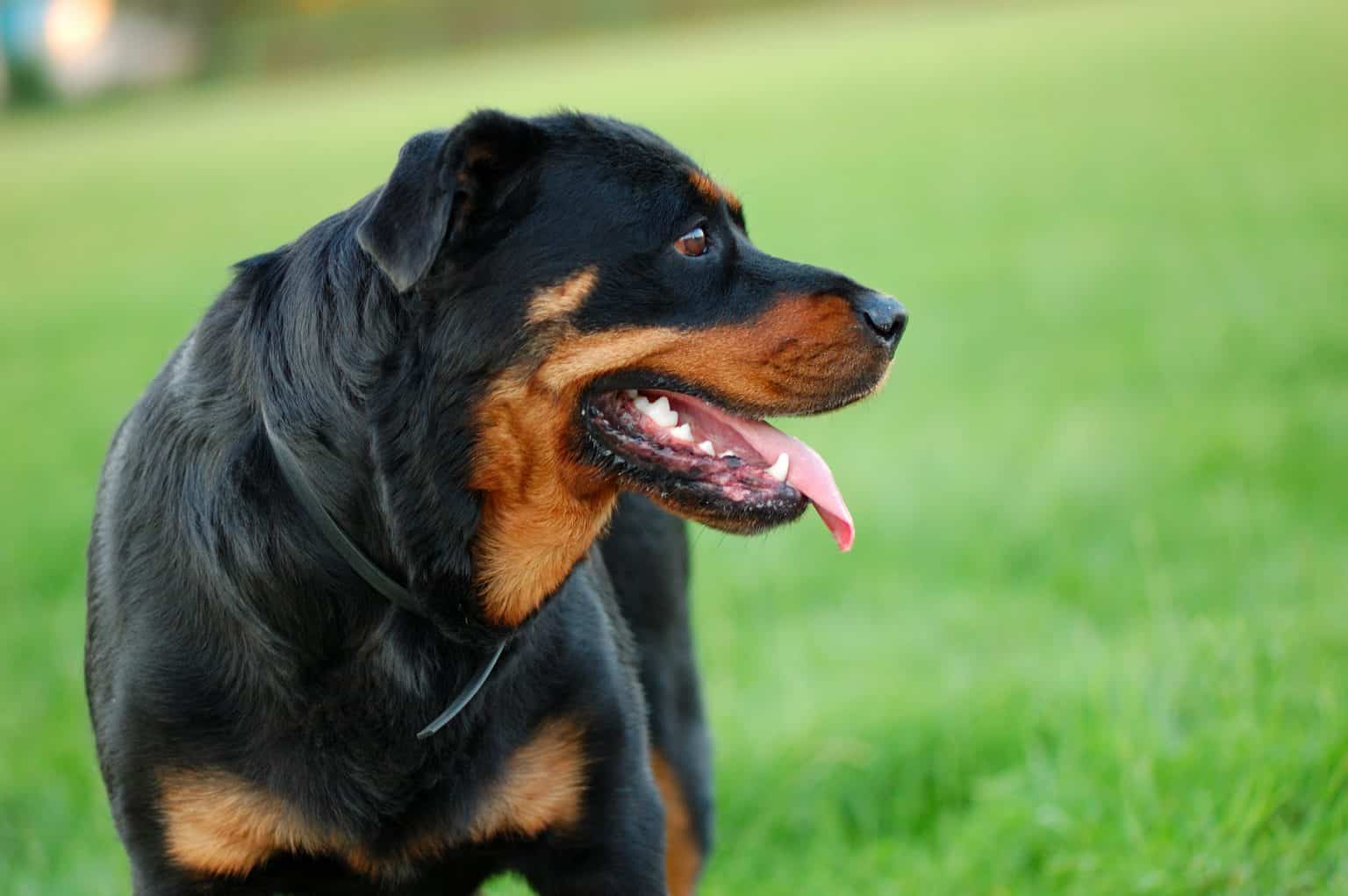 Rottweiler Price: How Much Will You Pay for a Rottie Puppy? - K9 Web