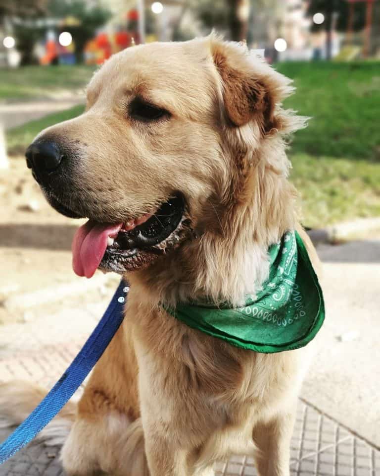 Get to know 57 of the best Golden Retriever mixes - K9 Web