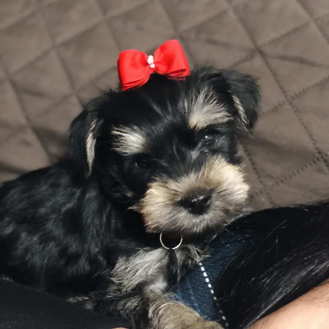 Snorkie: Get to know this adorable and devoted dog - K9 Web