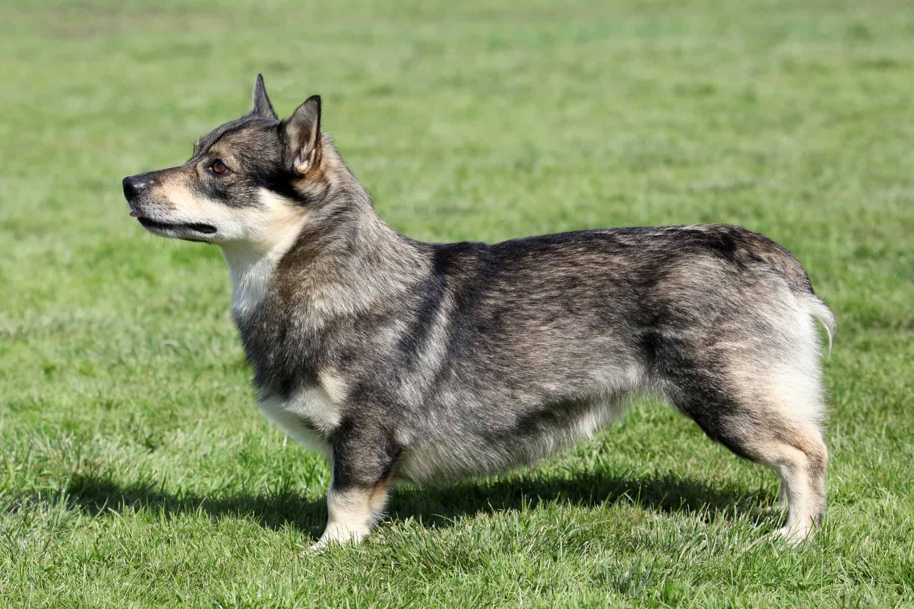 What are the Dogs that Look Like Wolves? - K9 Web