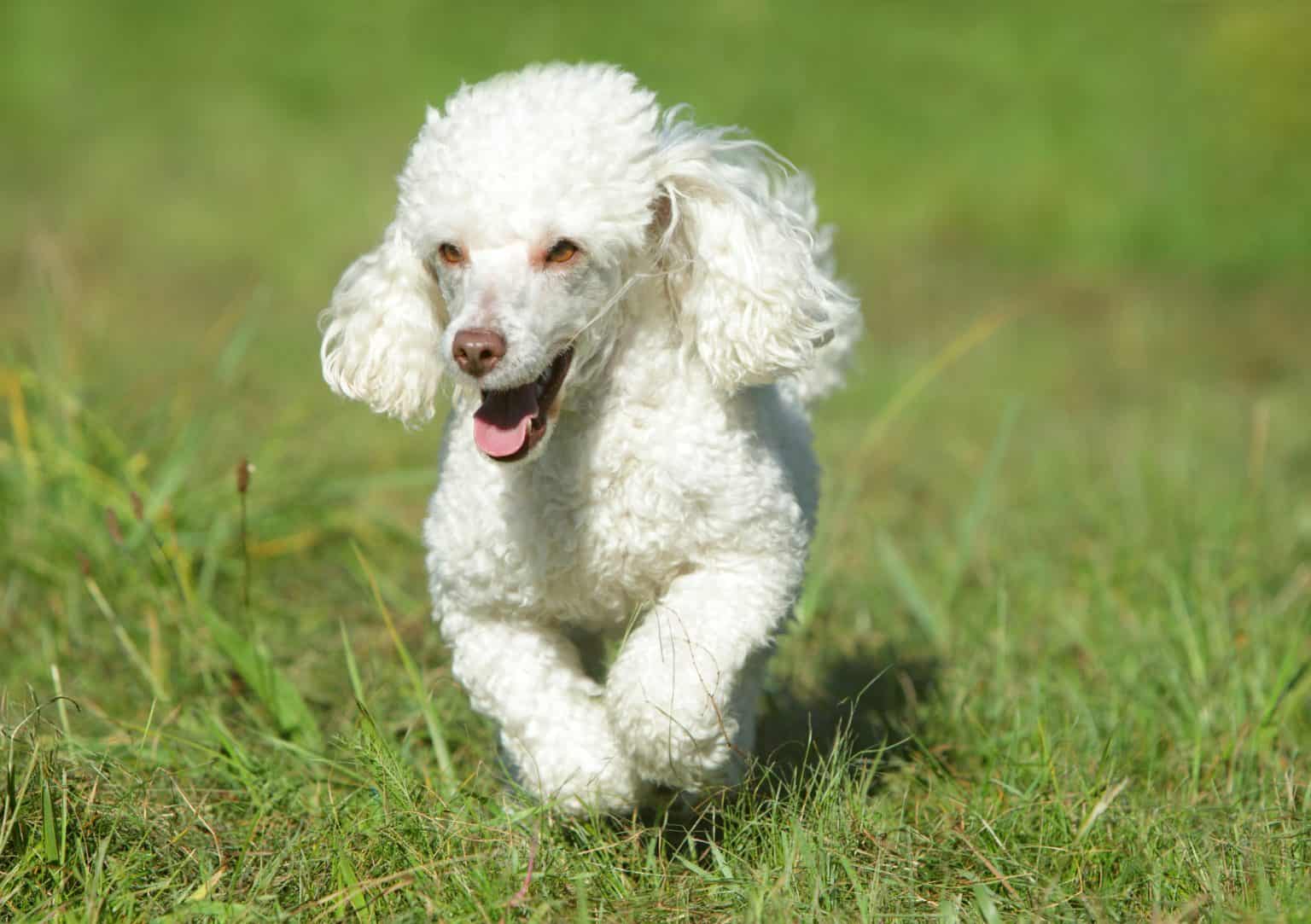 Breed Info 101: What kind of dog is a Chipoo? - K9 Web