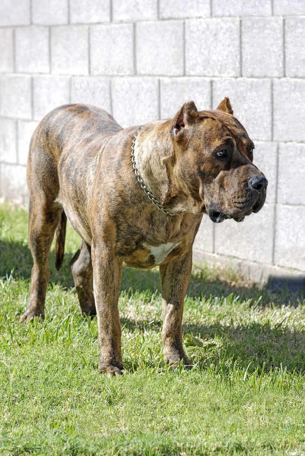 The Perro de Presa Canario: Is this a good family dog? - K9 Web