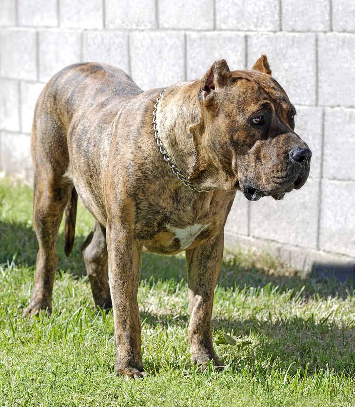 The Perro de Presa Canario: Is this a good family dog? - K9 Web