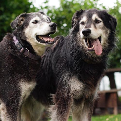 23 Malamute mixes: Which one is the best crossbreed for you? - K9 Web